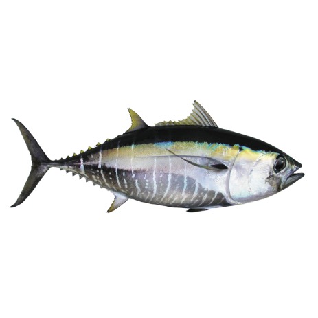 Products | CV Anugerah Bahari Mandiri